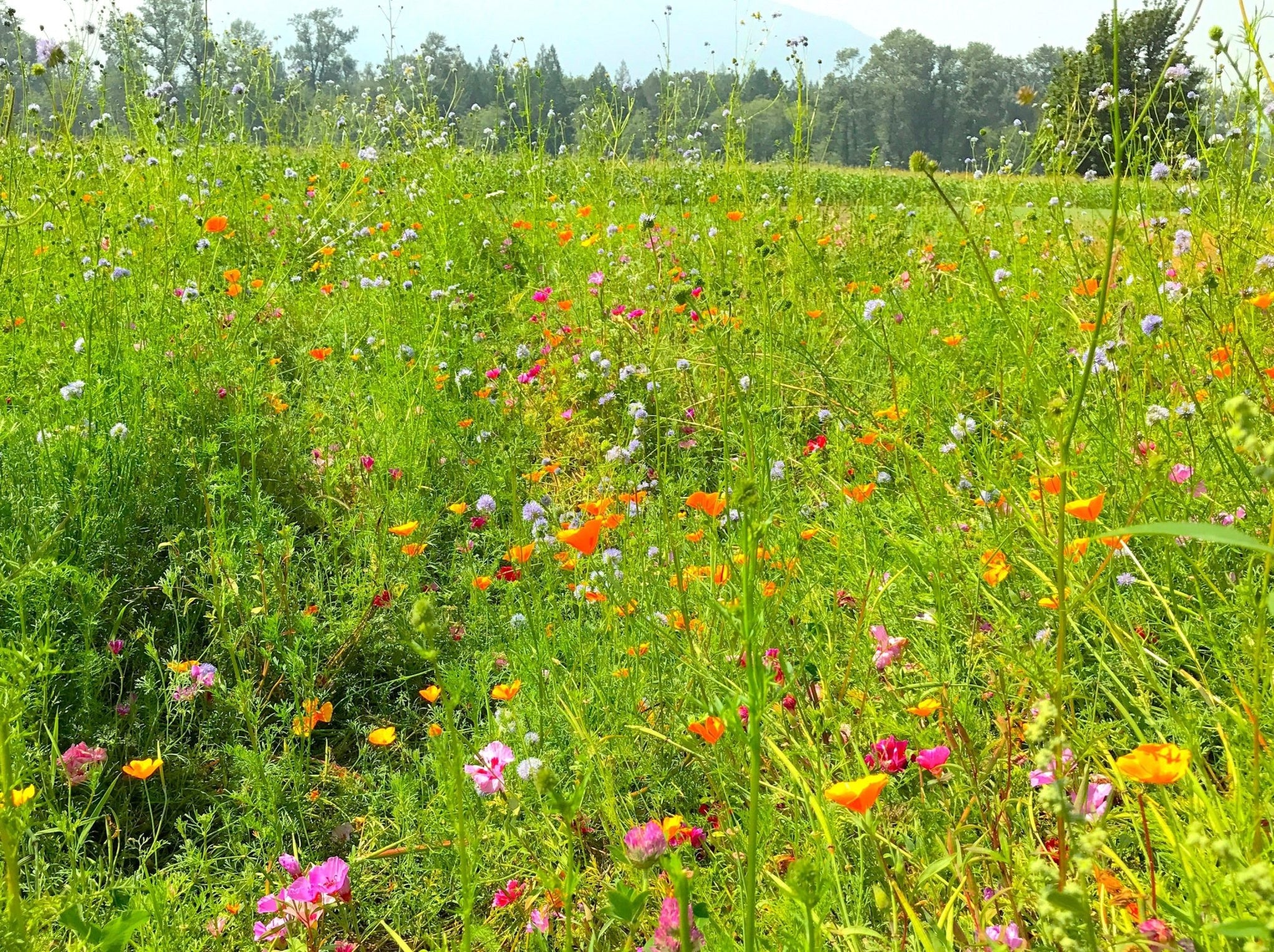 Spring-Seeding Meadow Mix — Northwest Meadowscapes