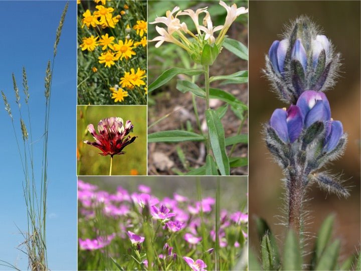 Spring-Seeding Meadow Mix — Northwest Meadowscapes