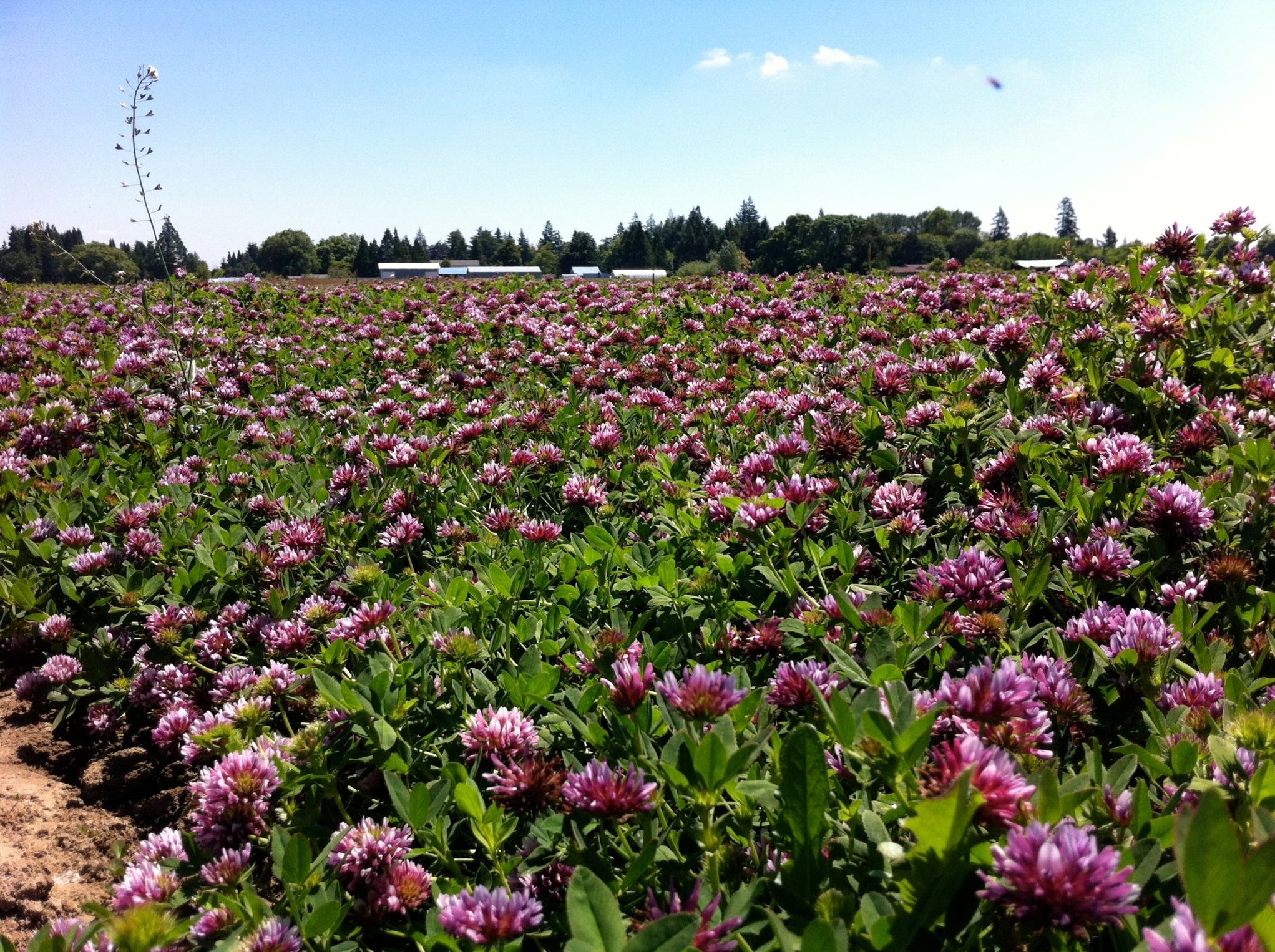 Springbank Clover Seeds (Trifolium wormskioldii) — Northwest Meadowscapes