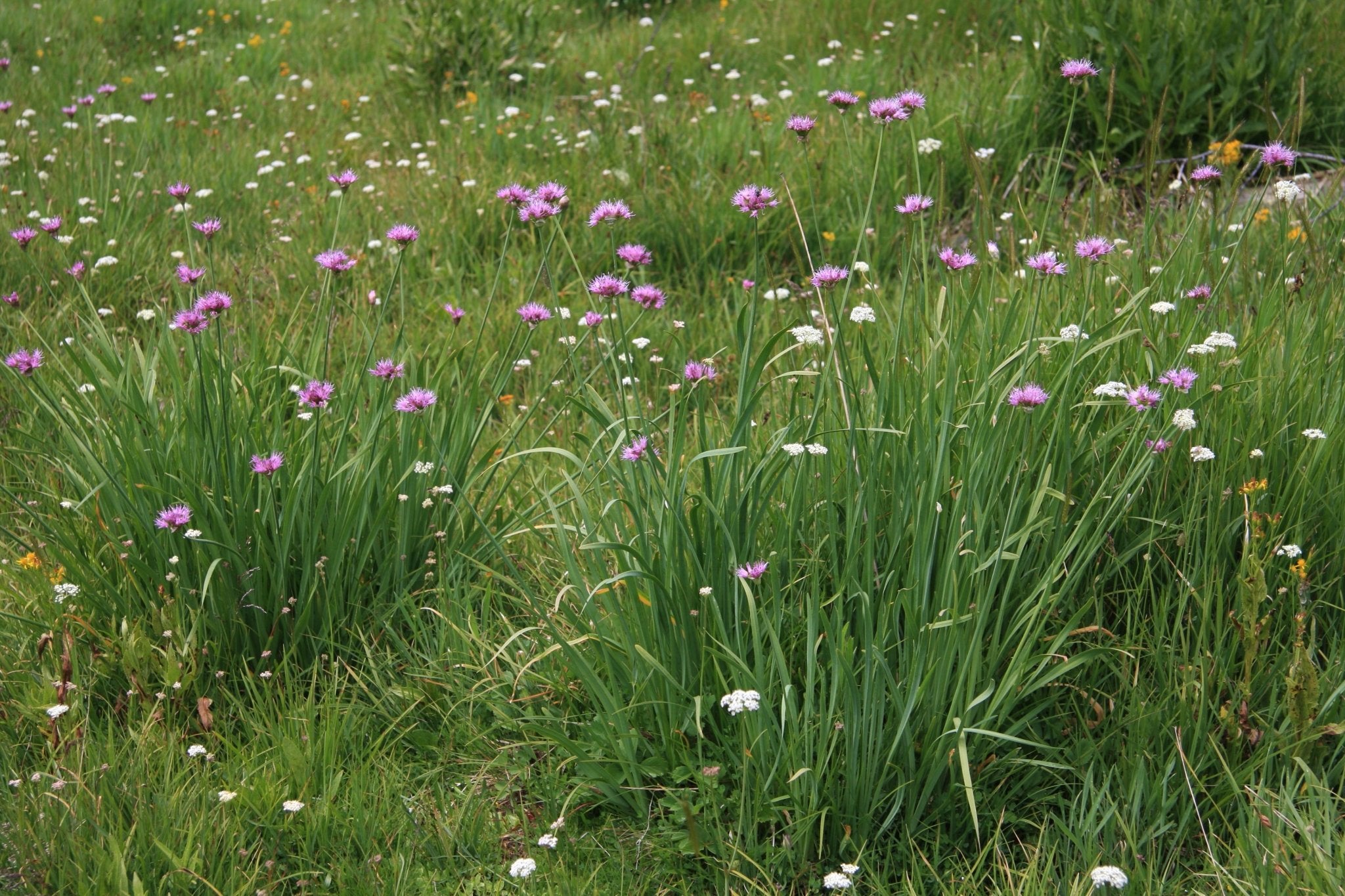 Swamp Onion Seeds (Allium validum) — Northwest Meadowscapes