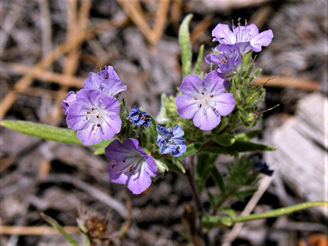Threadleaf Phacelia Seeds (Phacelia linearis) — Northwest Meadowscapes