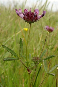Tomcat Clover Seeds (Trifolium willdenovii) — Northwest Meadowscapes