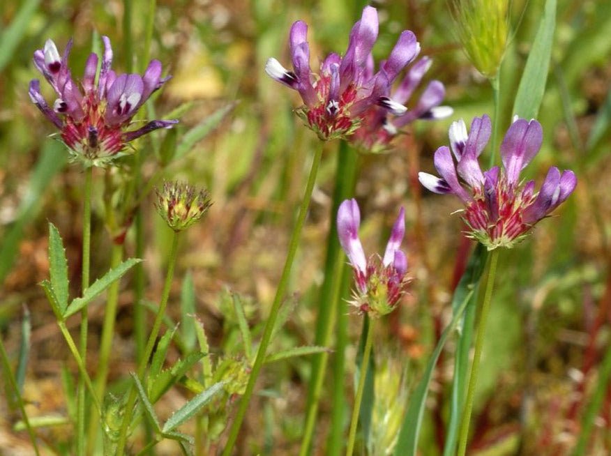 Pacific Northwest — Northwest Meadowscapes