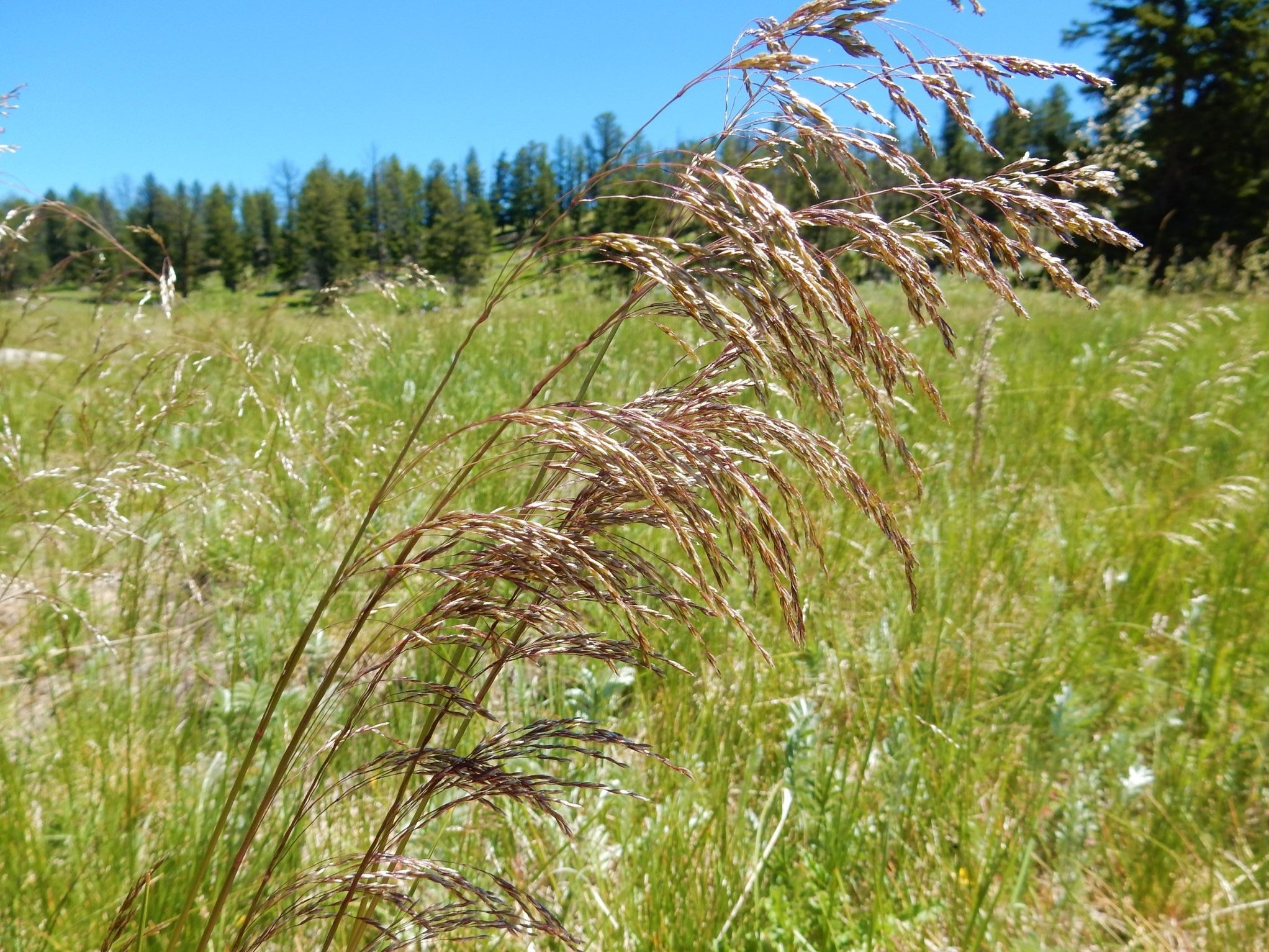 Tufted Hairgrass Seeds (Deschampsia cespitosa) — Northwest Meadowscapes