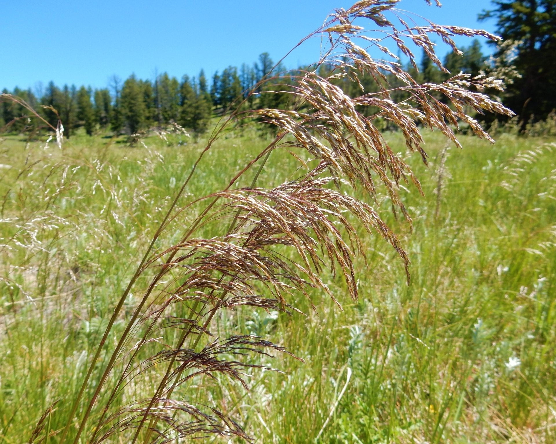 Native Grasses — Northwest Meadowscapes