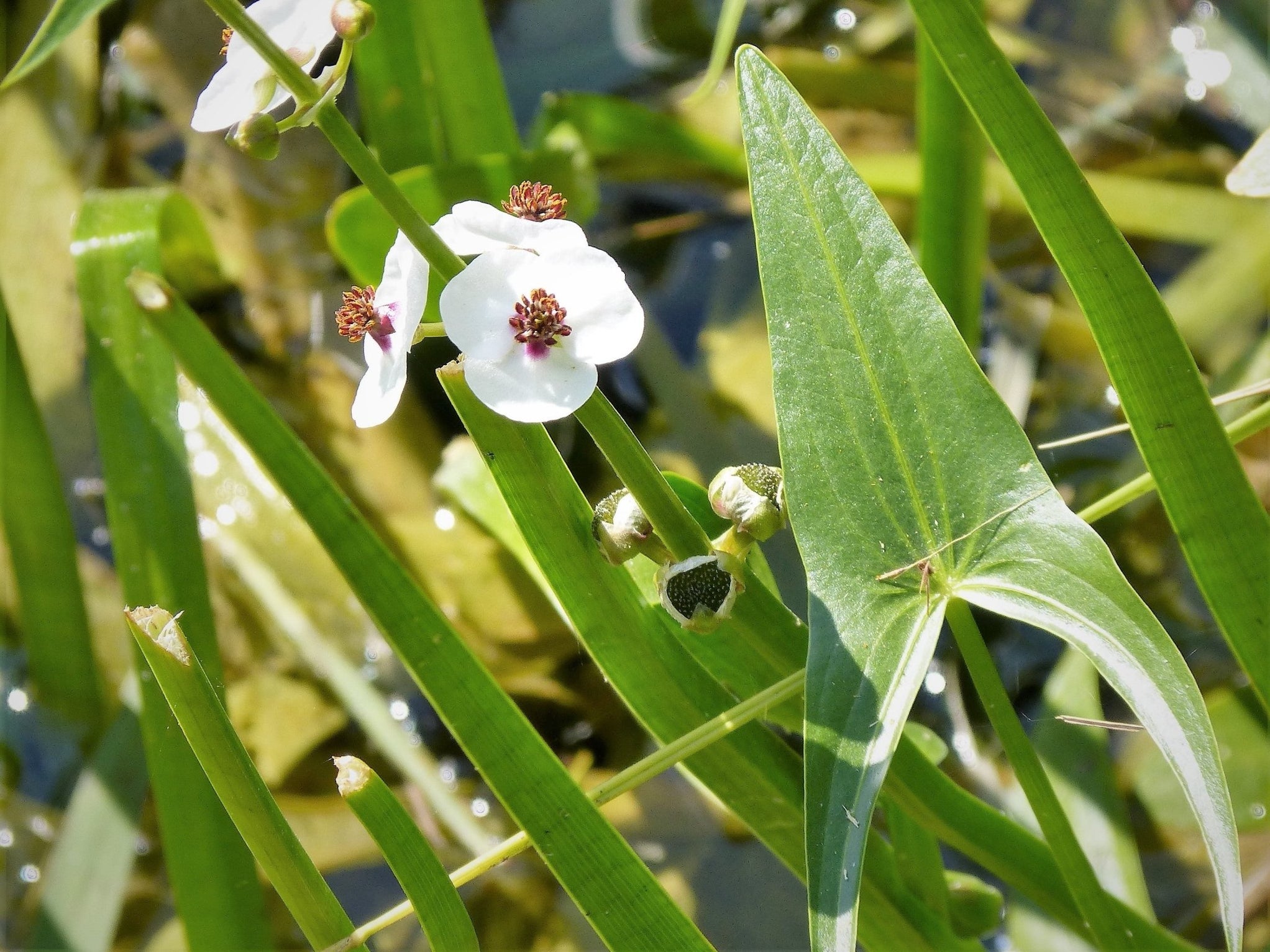 Wapato Seeds (Sagittaria latifolia) — Northwest Meadowscapes