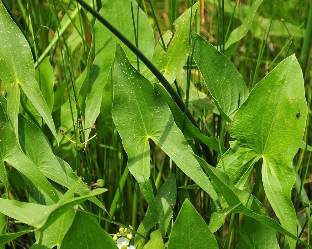 Wapato Seeds (Sagittaria latifolia) — Northwest Meadowscapes