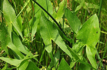 Wapato Seeds (Sagittaria latifolia) — Northwest Meadowscapes