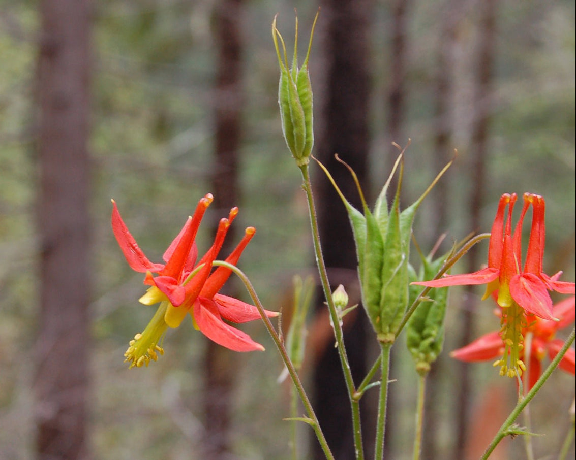 Western Columbine Seeds (Aquilegia formosa) — Northwest Meadowscapes