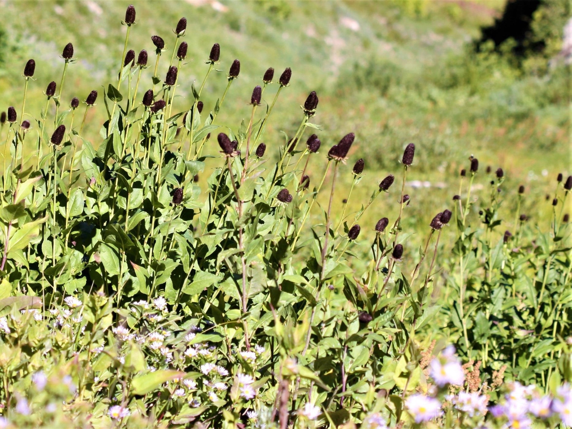 Western Coneflower Seeds (Rudbeckia occidentalis) — Northwest Meadowscapes
