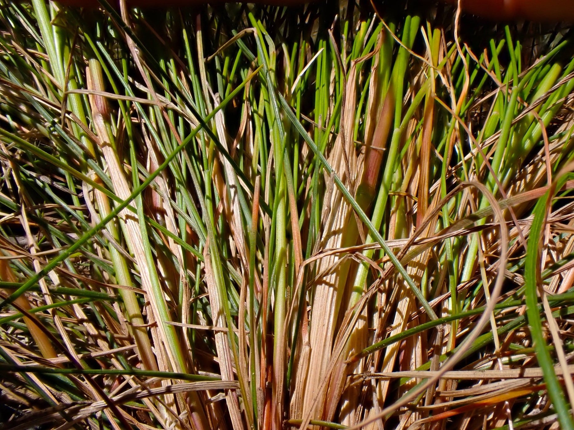 Western Fescue Seeds (Festuca occidentalis) — Northwest Meadowscapes