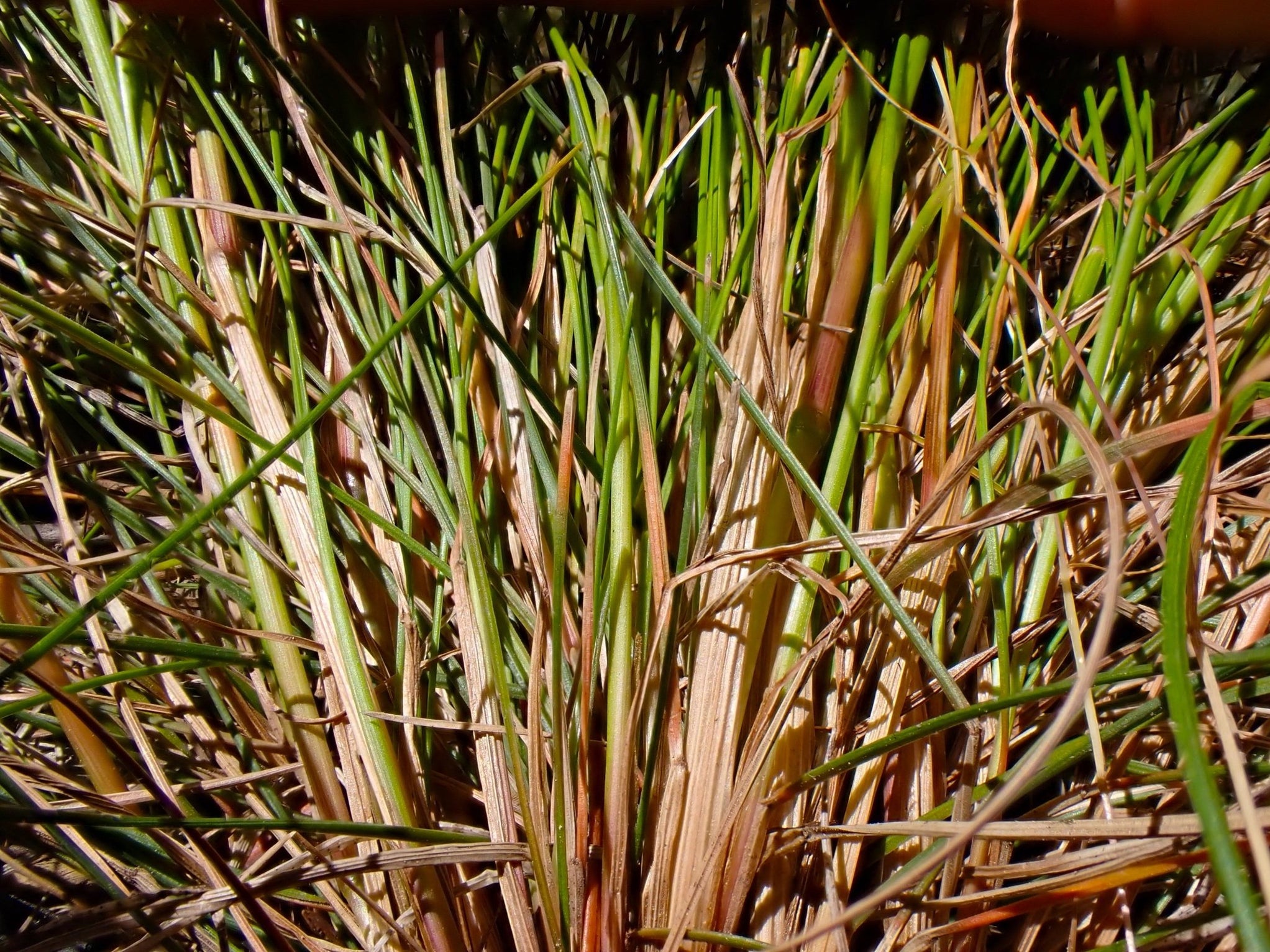 Western Fescue Seeds (Festuca occidentalis) — Northwest Meadowscapes