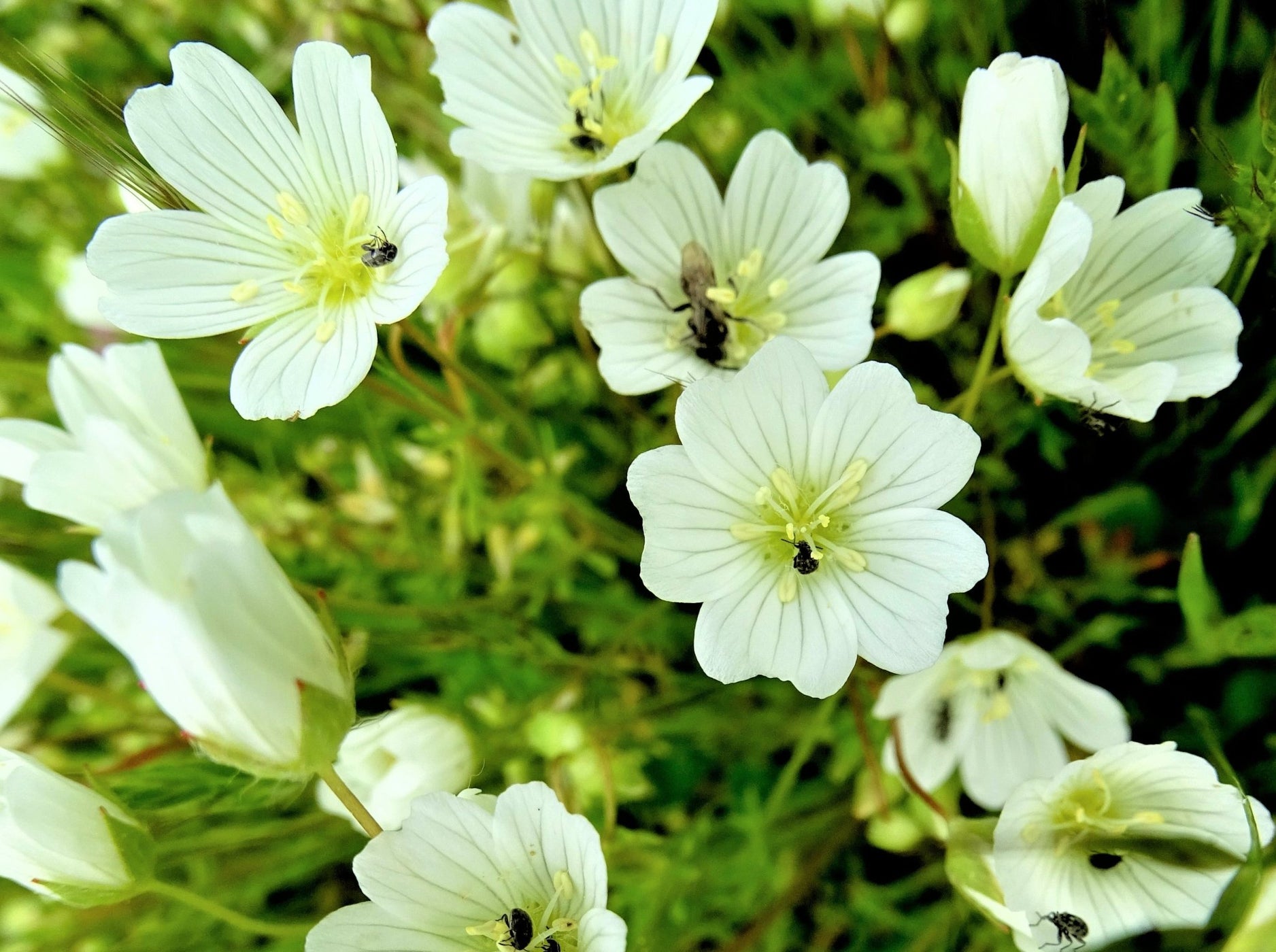 White Meadowfoam Seeds (Limnanthes alba) — Northwest Meadowscapes