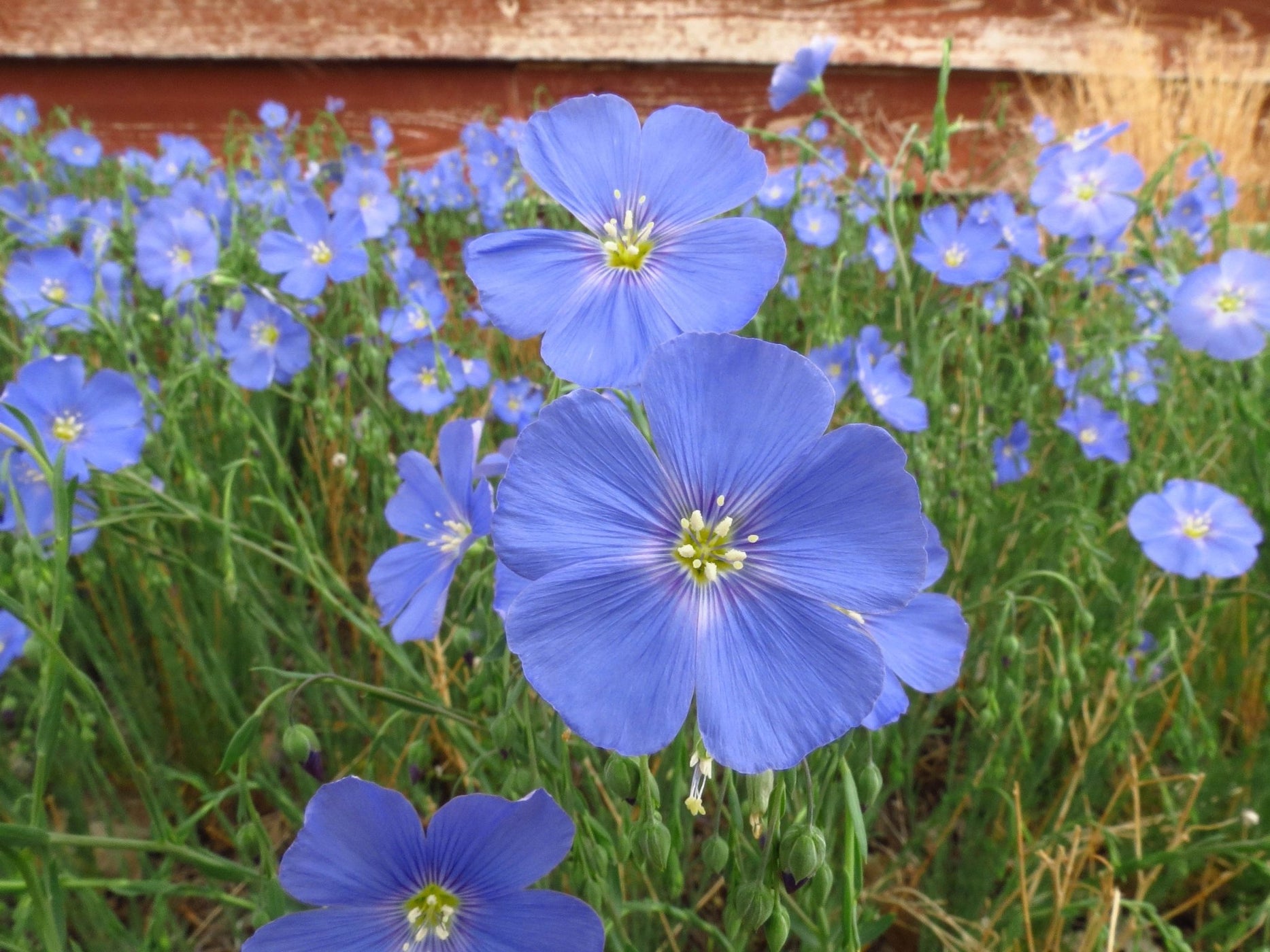 Wild Blue Flax Seeds (Linum lewisii) — Northwest Meadowscapes