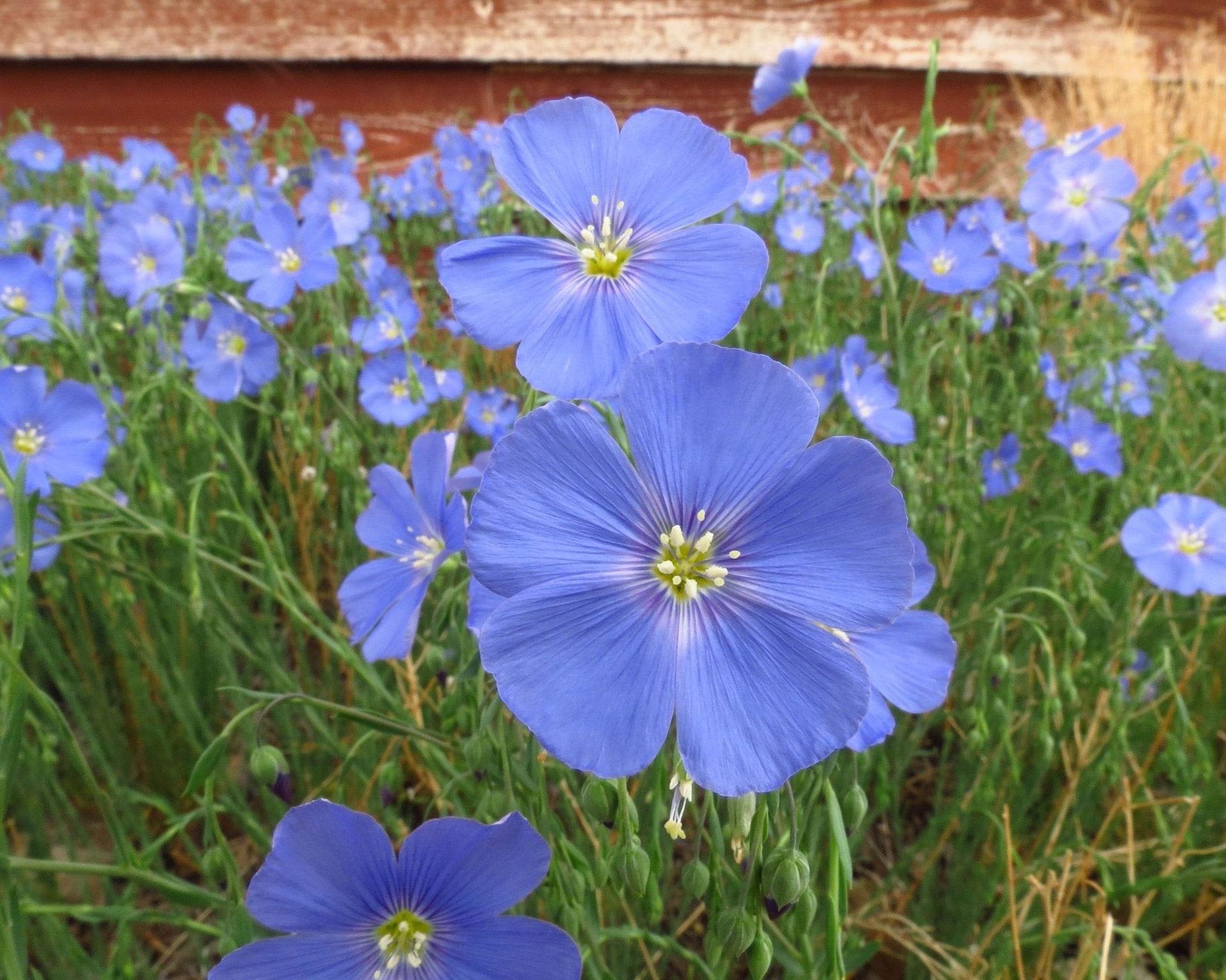 Wild Blue Flax Seeds (Linum lewisii) — Northwest Meadowscapes