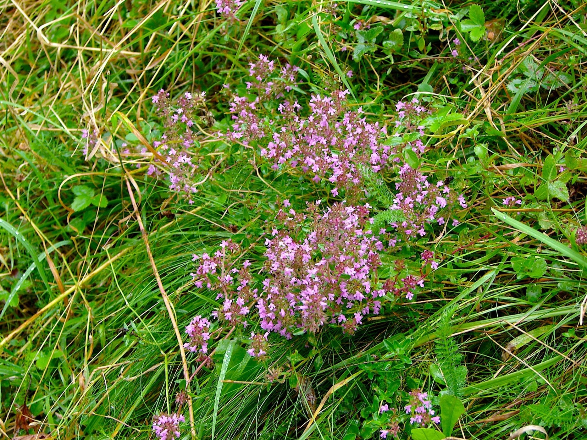 Wild Creeping Thyme Seeds (Thymus serpyllum) — Northwest Meadowscapes
