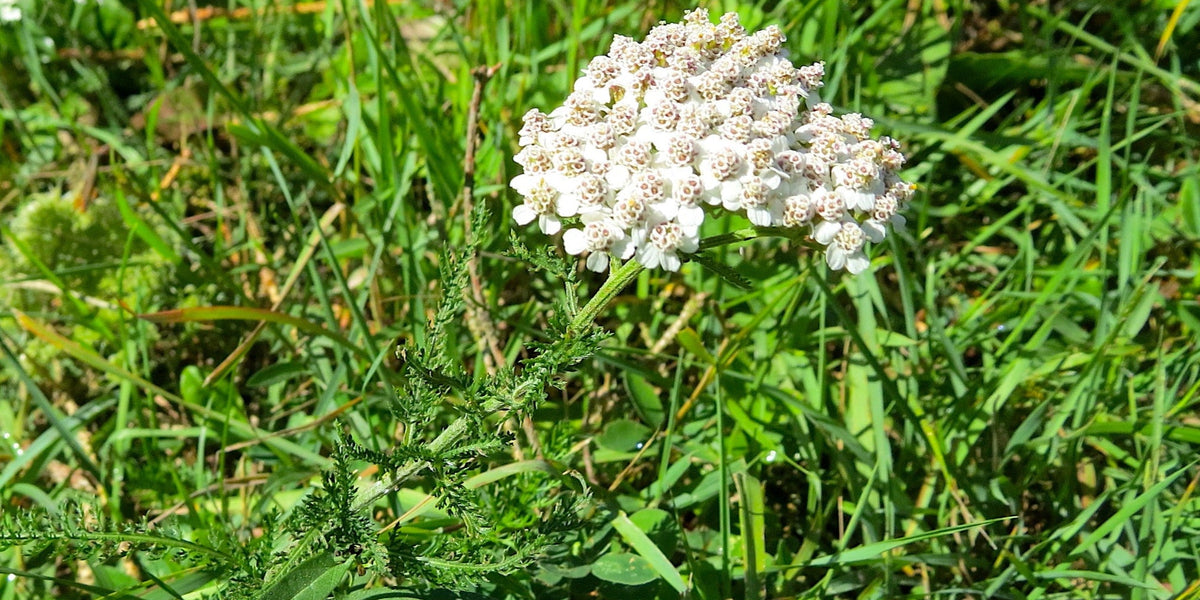 yarrow plug plants
