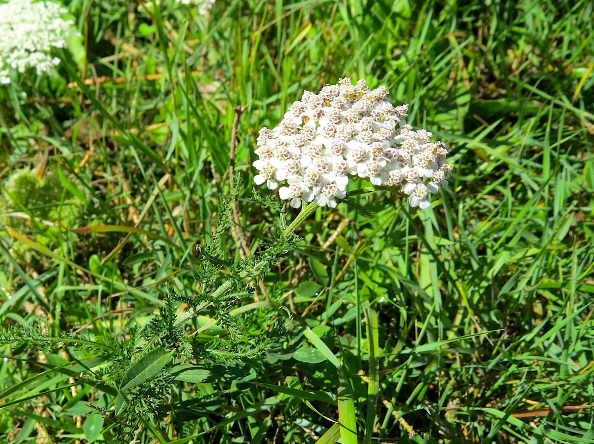 Yaak (Turf-Type) Yarrow Seeds (Achillea millefolium var. ‘yaak ...